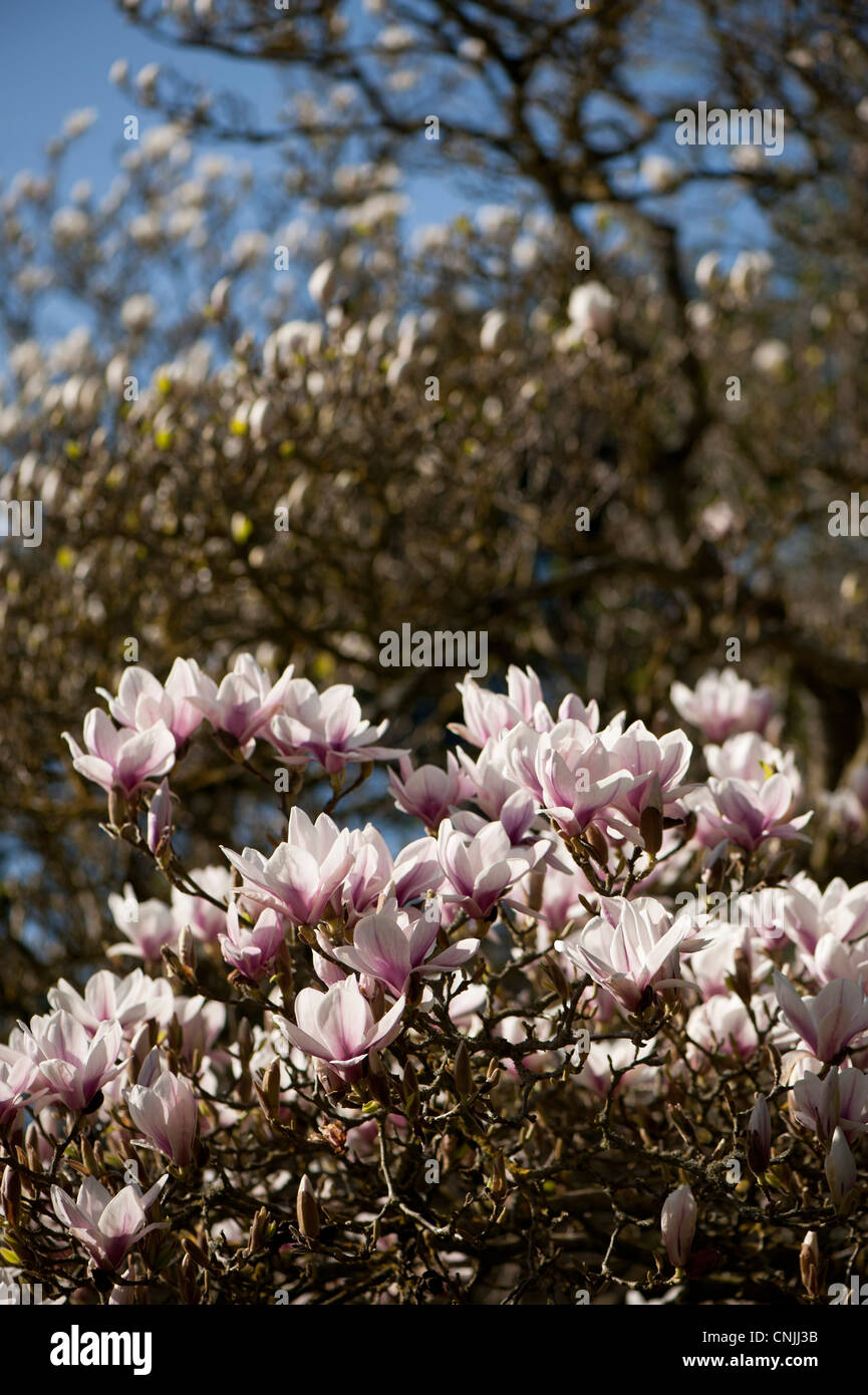 Magnolia x soulangeana 'Alexandrina', Saucer Magnolia 'Alexandrina' in ...