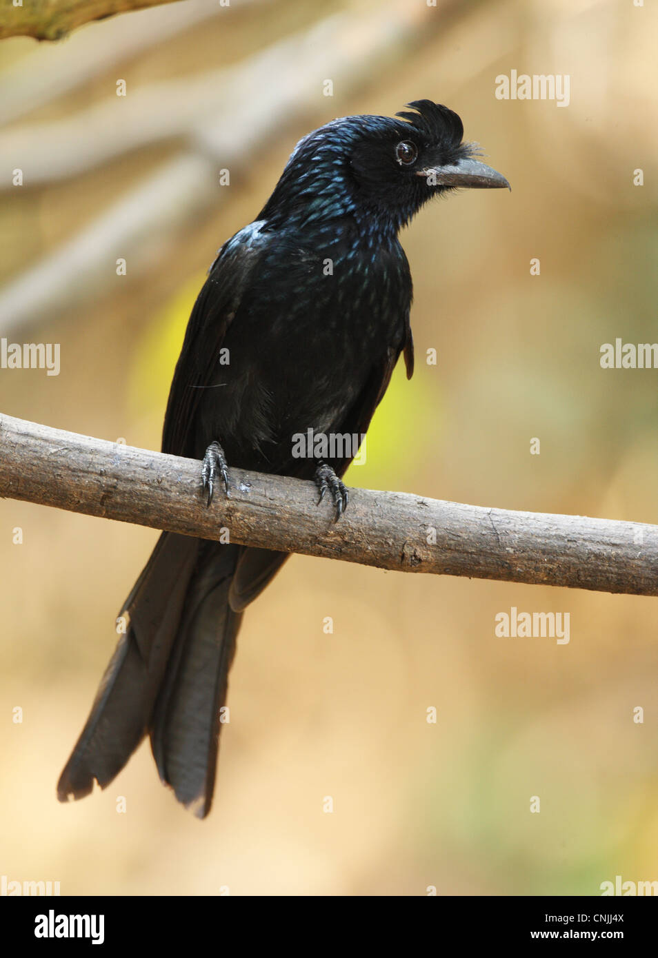 Greater Racket-tailed Drongo Dicrurus paradiseus adult lost tail ...