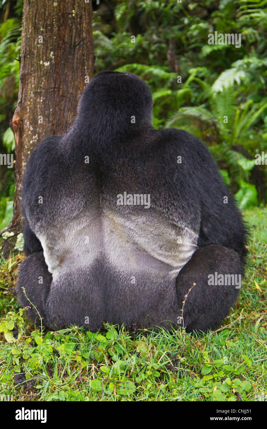 Africa, Rwanda,back view of Akarevuro, a Mountain Gorilla and No 2 ...