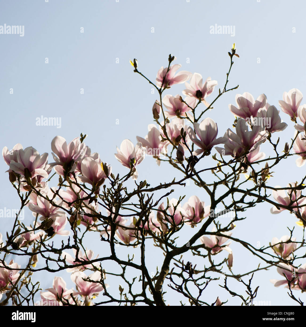 Magnolia x soulangeana ‘Alexandrina’, Saucer Magnolia ‘Alexandrina’ in ...