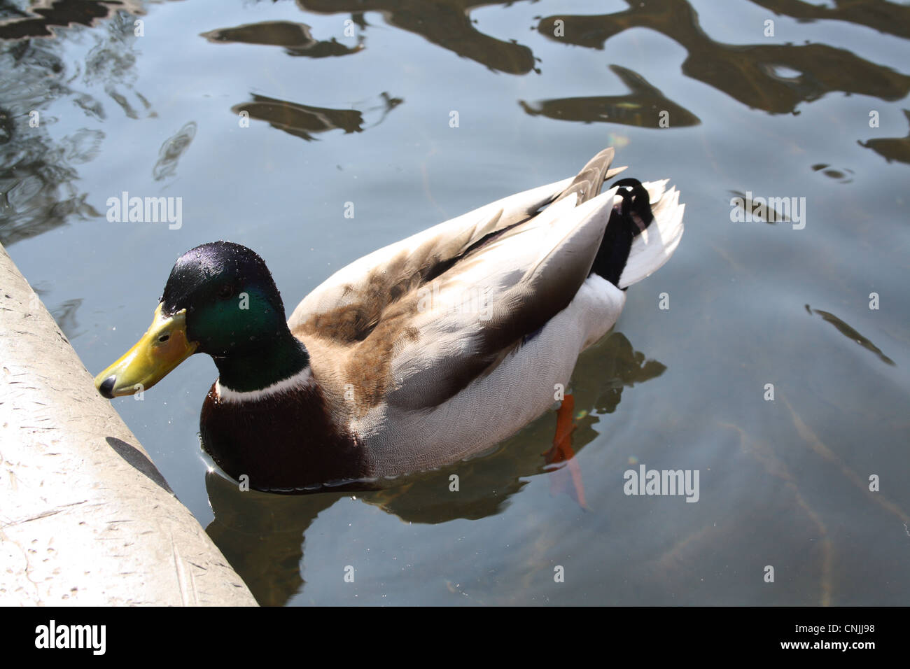 Duck swimming in a fountain Stock Photo - Alamy