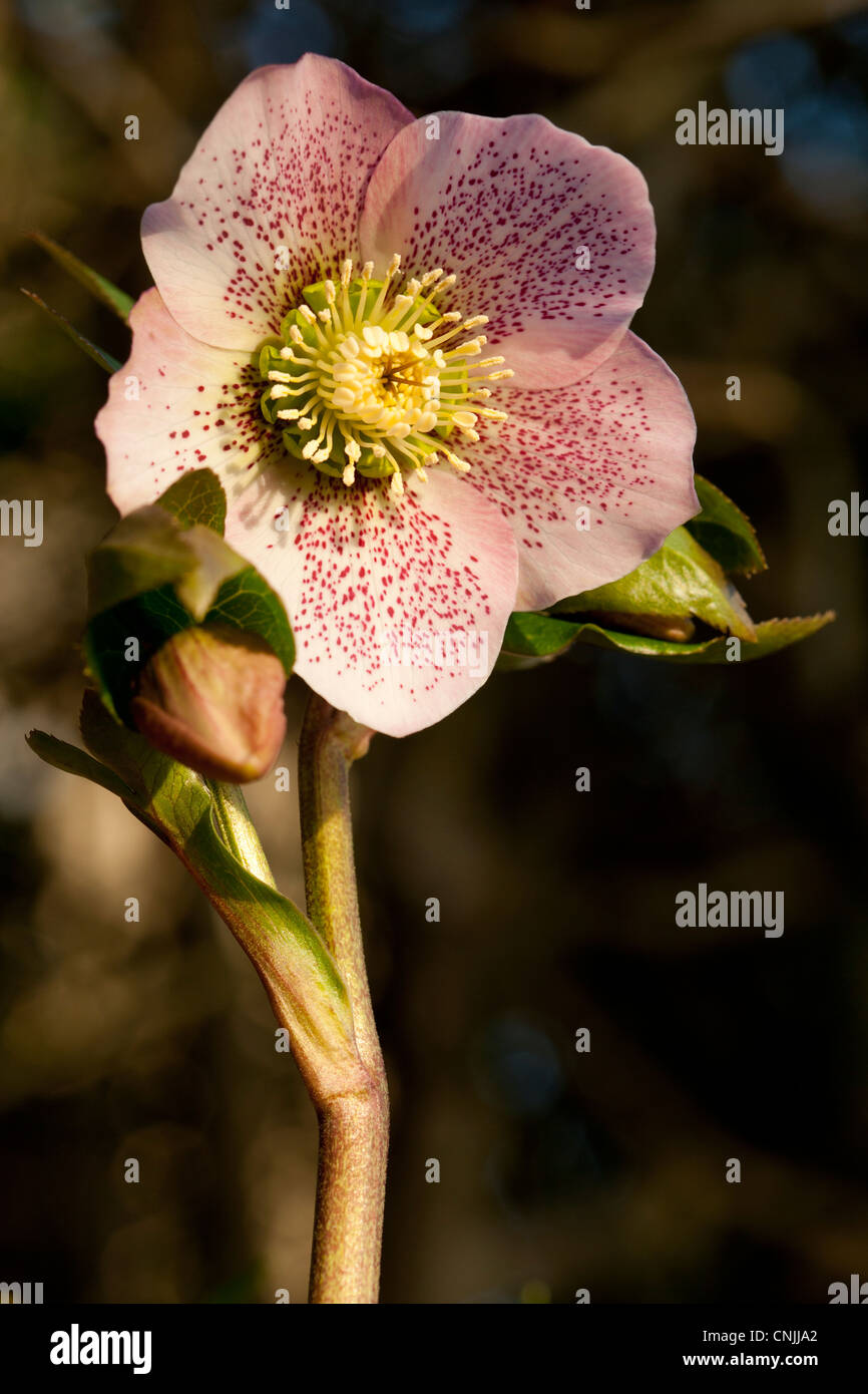 Hellebore also known as a Lenten rose, Winter rose, or Christmas rose ...