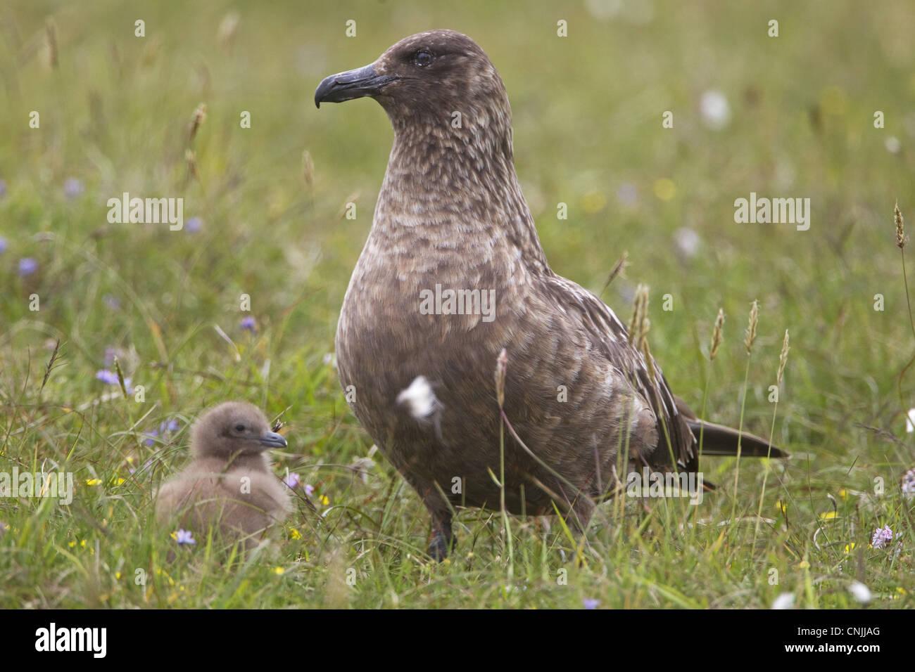 Great Skua (Stercorarius skua) adult with chick, Shetland Islands ...