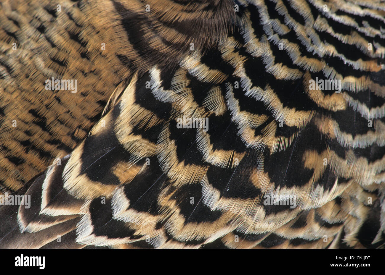 Common Eider (Somateria mollissima) adult female, close-up of feathers ...