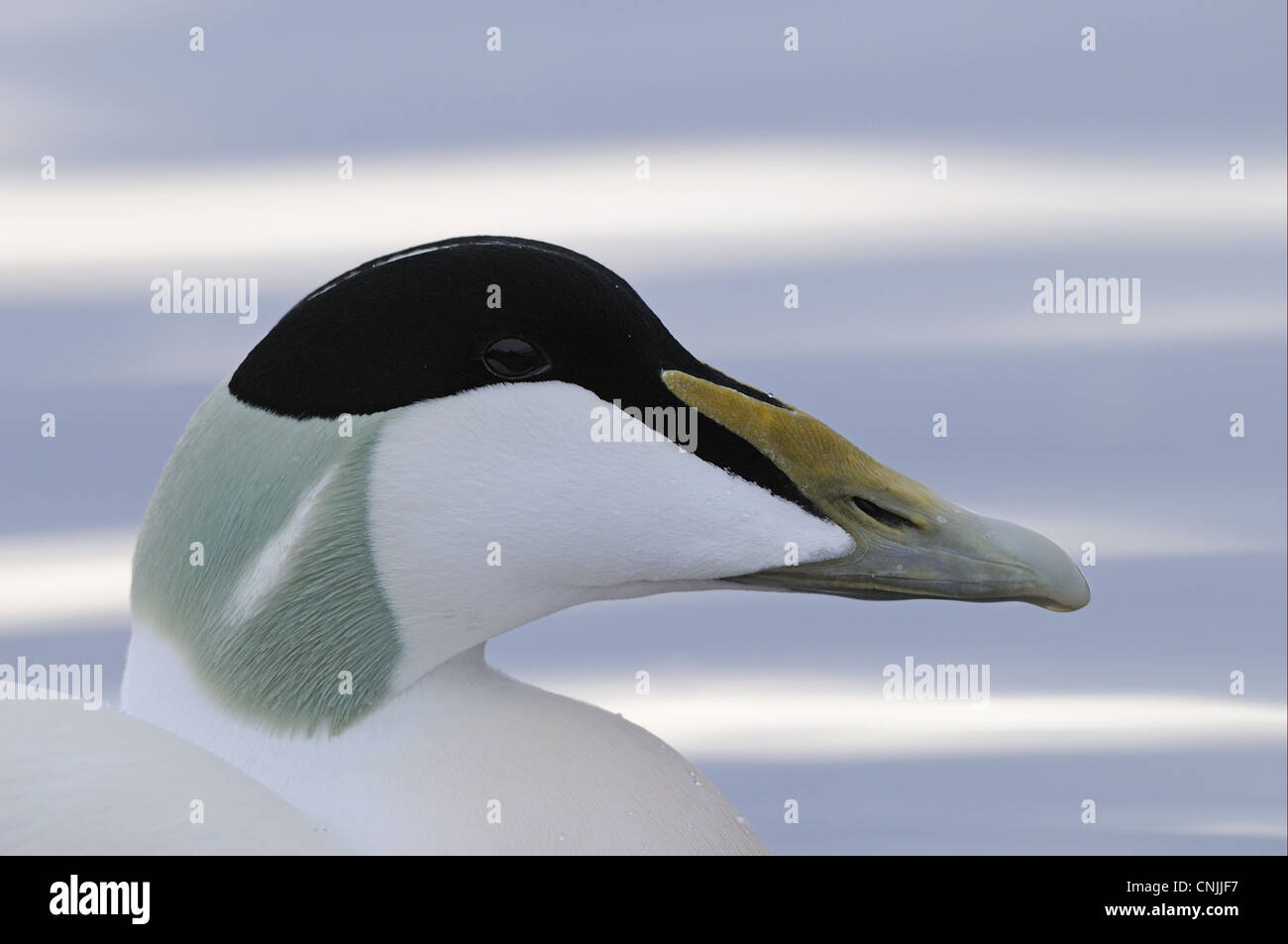 Common eider male close hi-res stock photography and images - Alamy