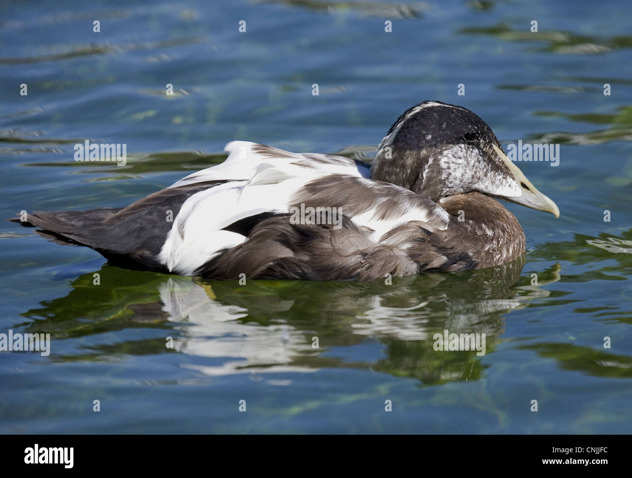 Common Eider (Somateria mollissima mollissima) adult male, in eclipse ...