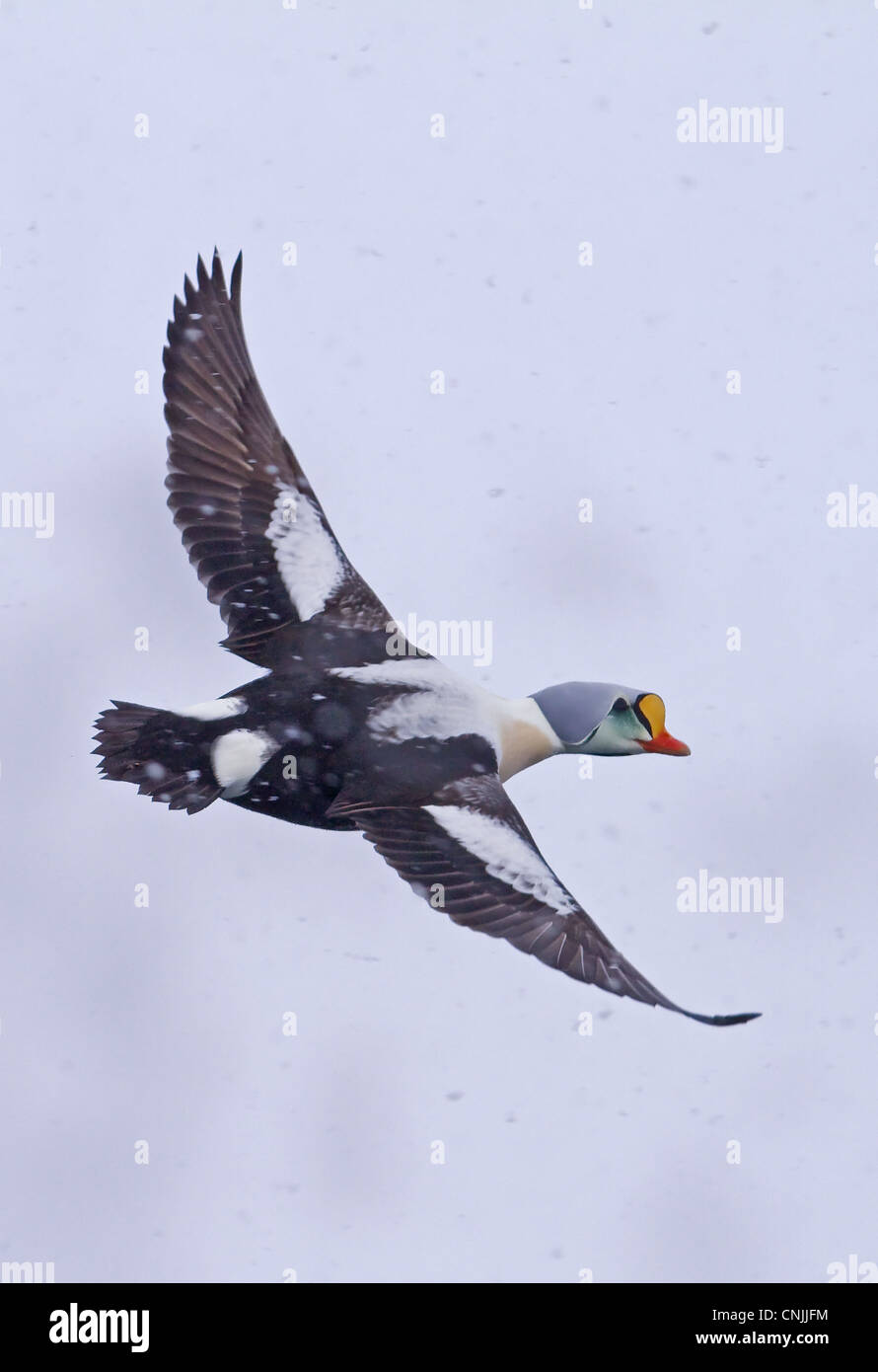 King Eider (Somateria spectabilis) adult male, breeding plumage, in ...
