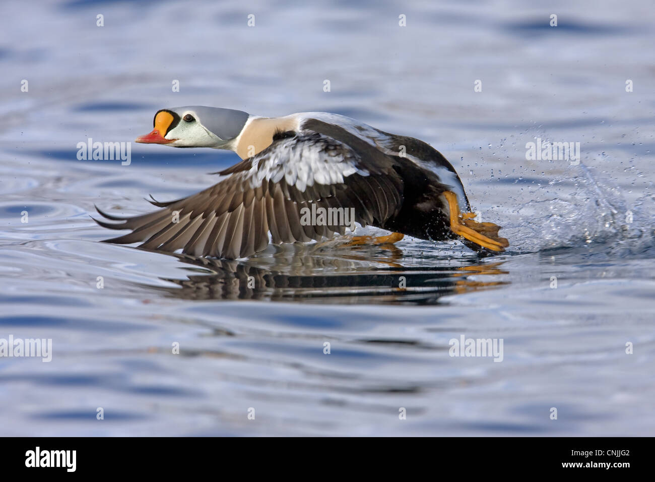King Eider (Somateria spectabilis) adult male, breeding plumage, taking ...