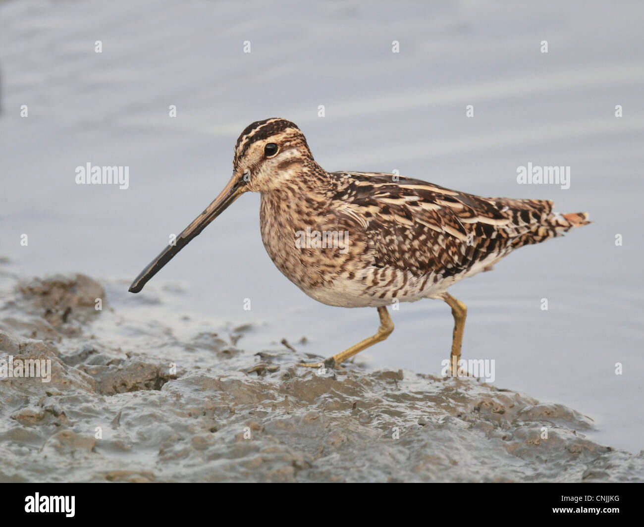Chinese snipe hi-res stock photography and images - Alamy
