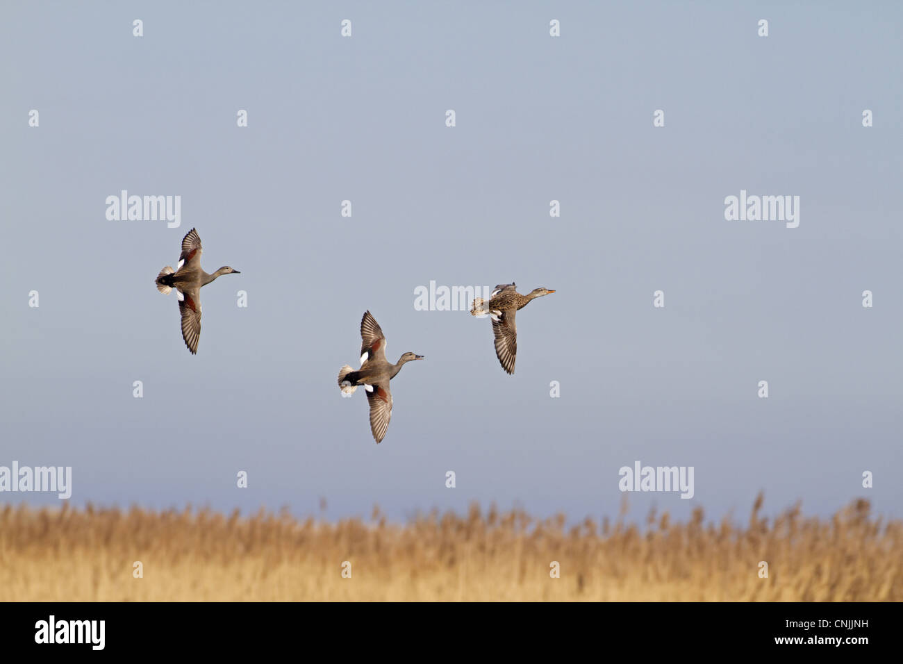 Male and female gadwall ducks hi-res stock photography and images - Alamy