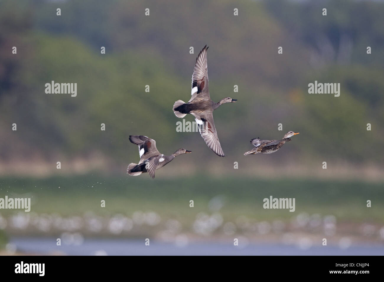 Male And Female Gadwalls Uk High Resolution Stock Photography and ...