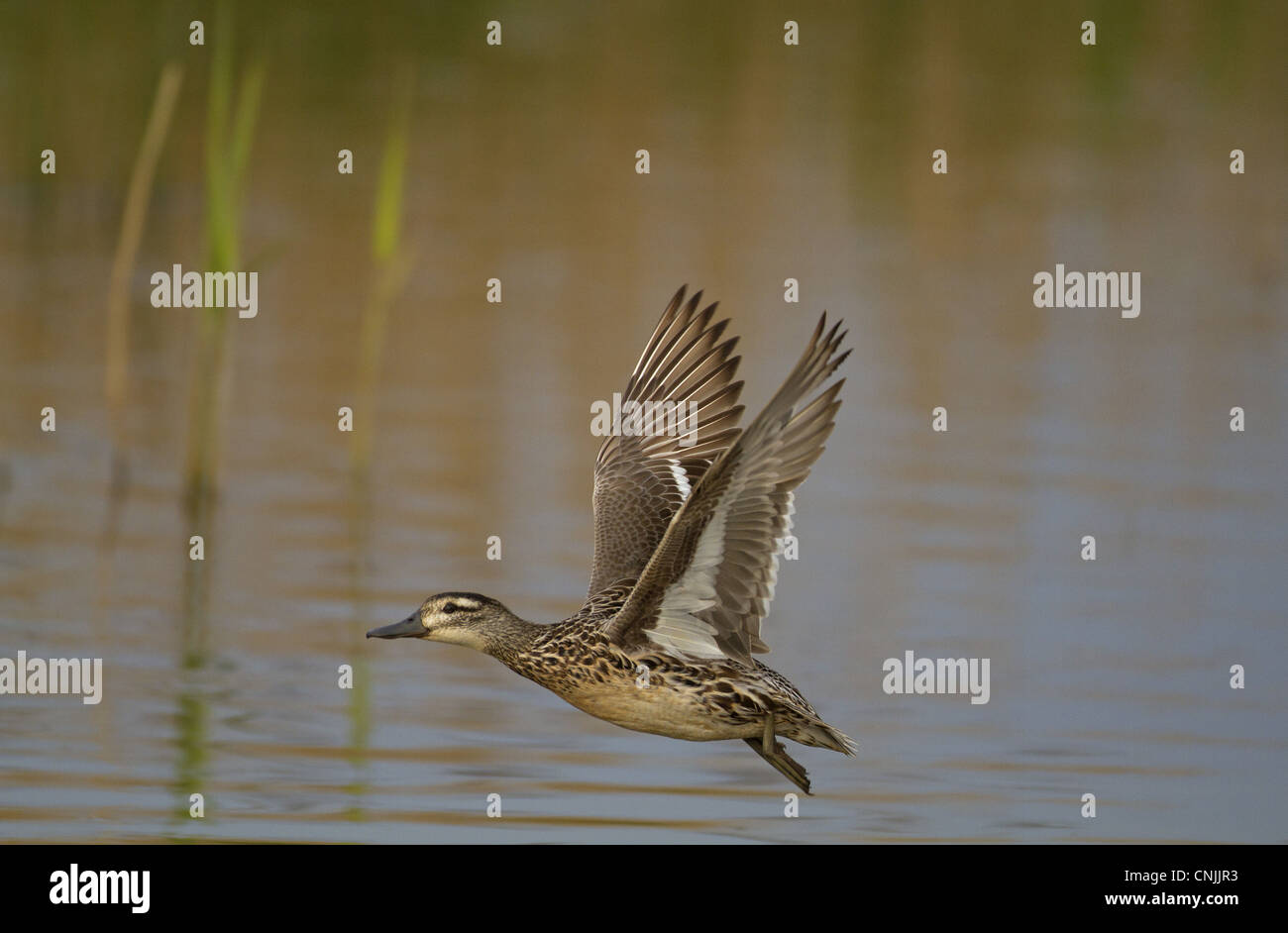 Garganey (Anas querquedula) adult female, in flight over water, Norfolk ...