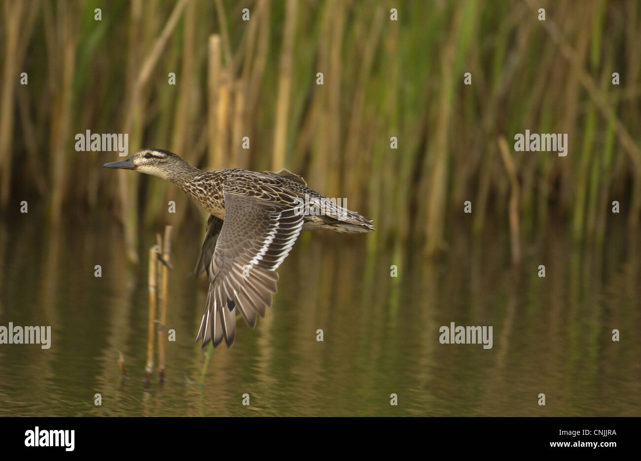 Garganey Female Duck High Resolution Stock Photography and Images - Alamy