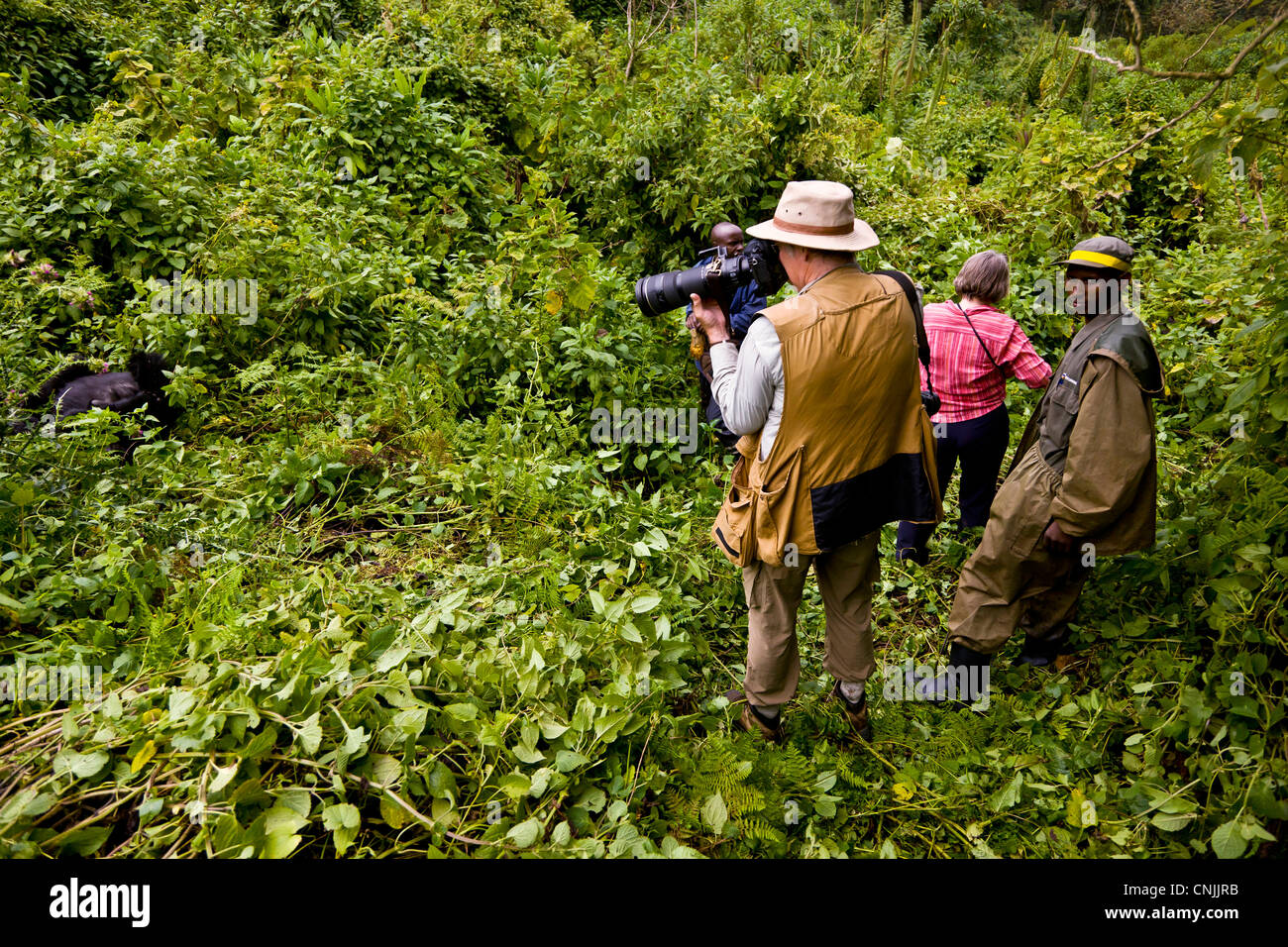 Africa, Rwanda, Gorilla trekkers photograph Mountain Gorillas of the ...