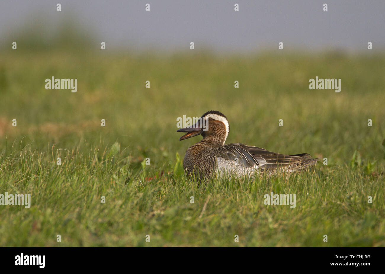 Garganey (Anas querquedula) adult male, quacking, sitting on grass ...