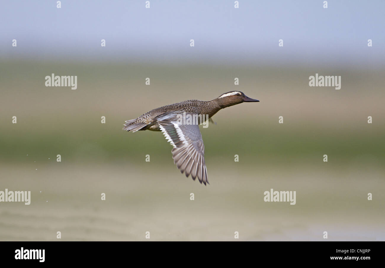 Garganey duck flying hi-res stock photography and images - Alamy