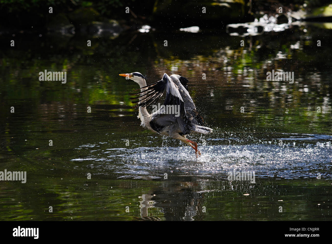 Large Grey heron taking off from a lake using its wings and legs to do ...