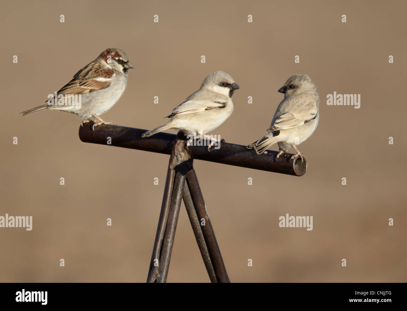Passer species hi-res stock photography and images - Alamy