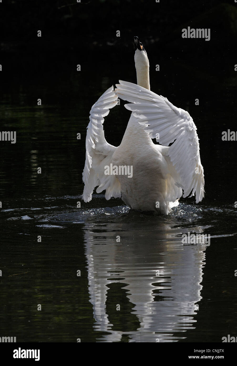 Wings stretching hi-res stock photography and images - Alamy