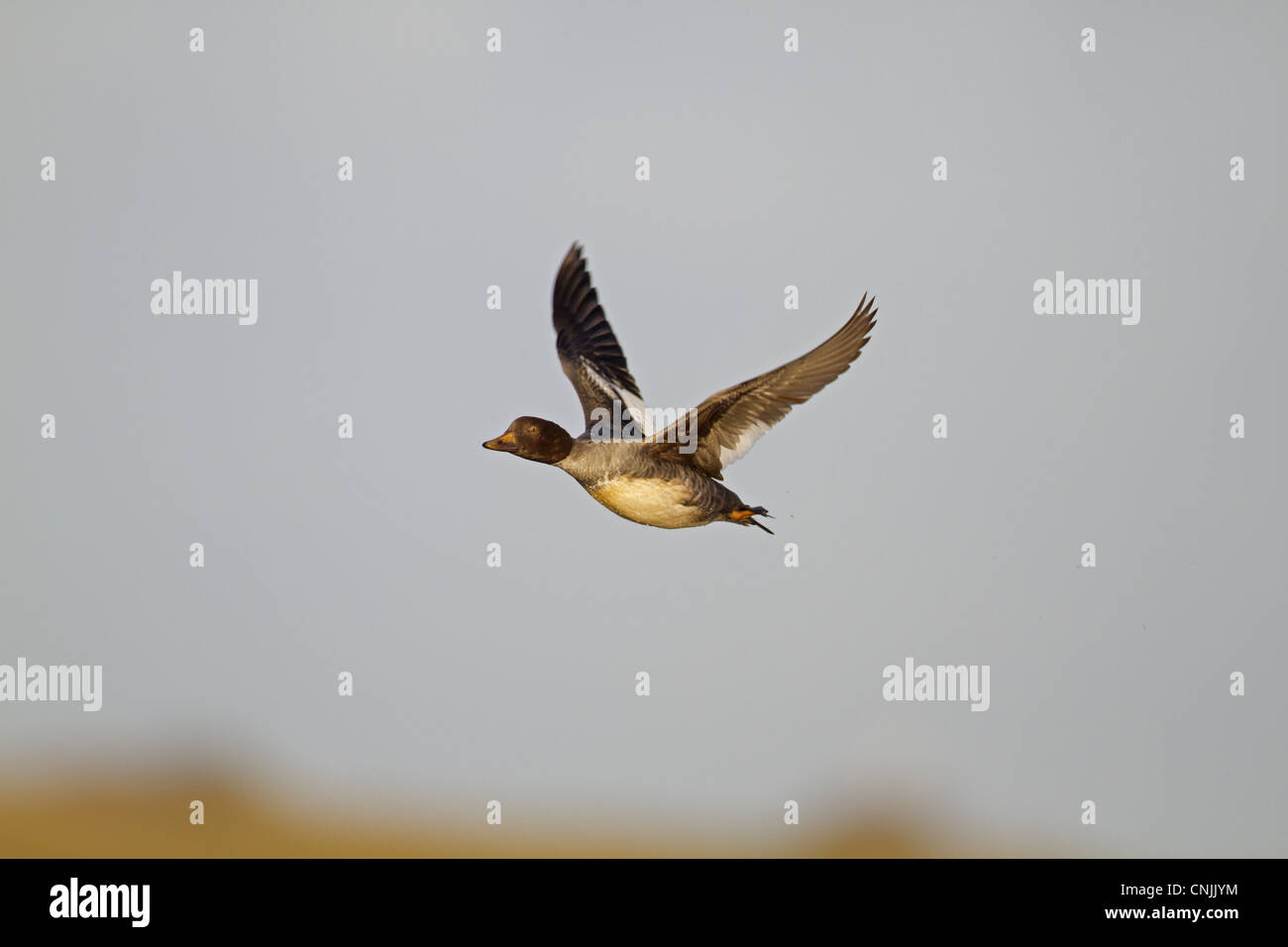 Common Goldeneye (Bucephala clangula) adult female, in flight, Norfolk ...