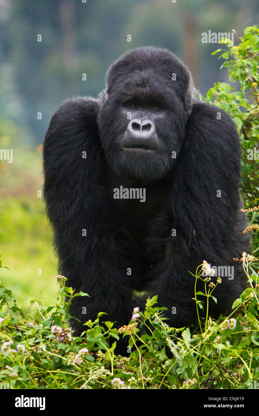 Africa, Rwanda, Kigoma, a Mountain Gorilla and No 3 Silverback of the ...