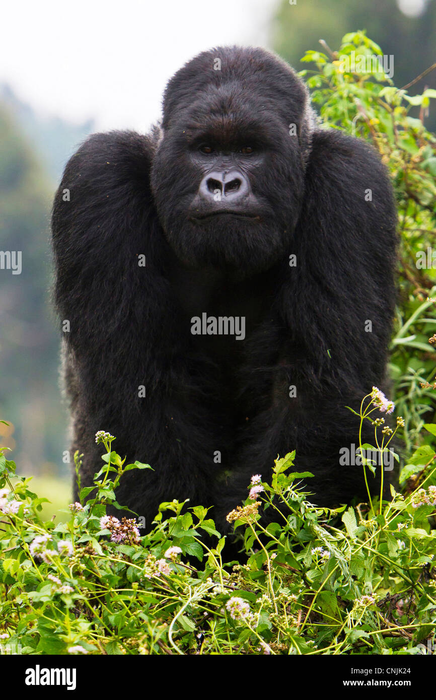 Africa, Rwanda, Kigoma, a Mountain Gorilla and No 3 Silverback of the ...