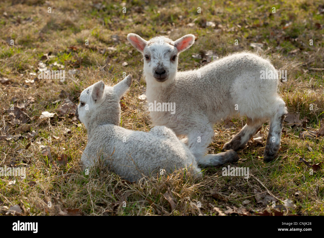 Young spring lambs, one week old, in a Sussex field, England Stock ...