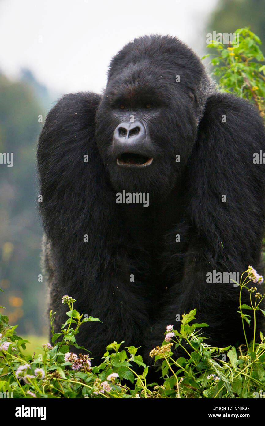 Kigoma hi-res stock photography and images - Alamy