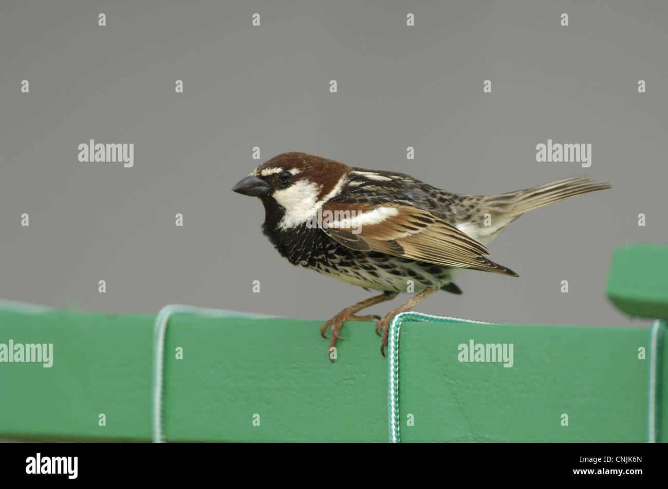 Sparrows breeding hi-res stock photography and images - Alamy