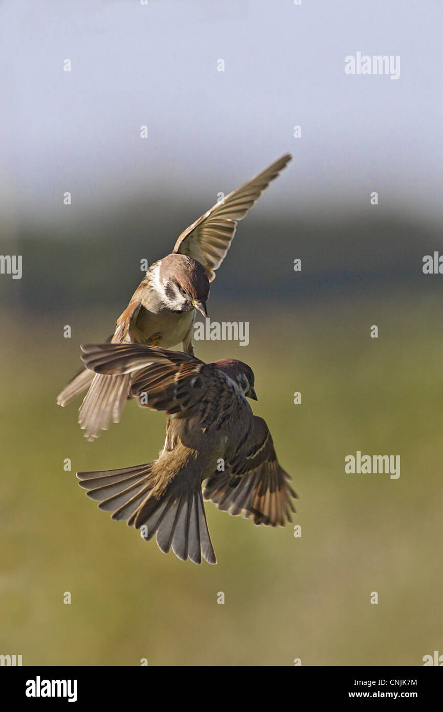 Two sparrows fighting hi-res stock photography and images - Alamy