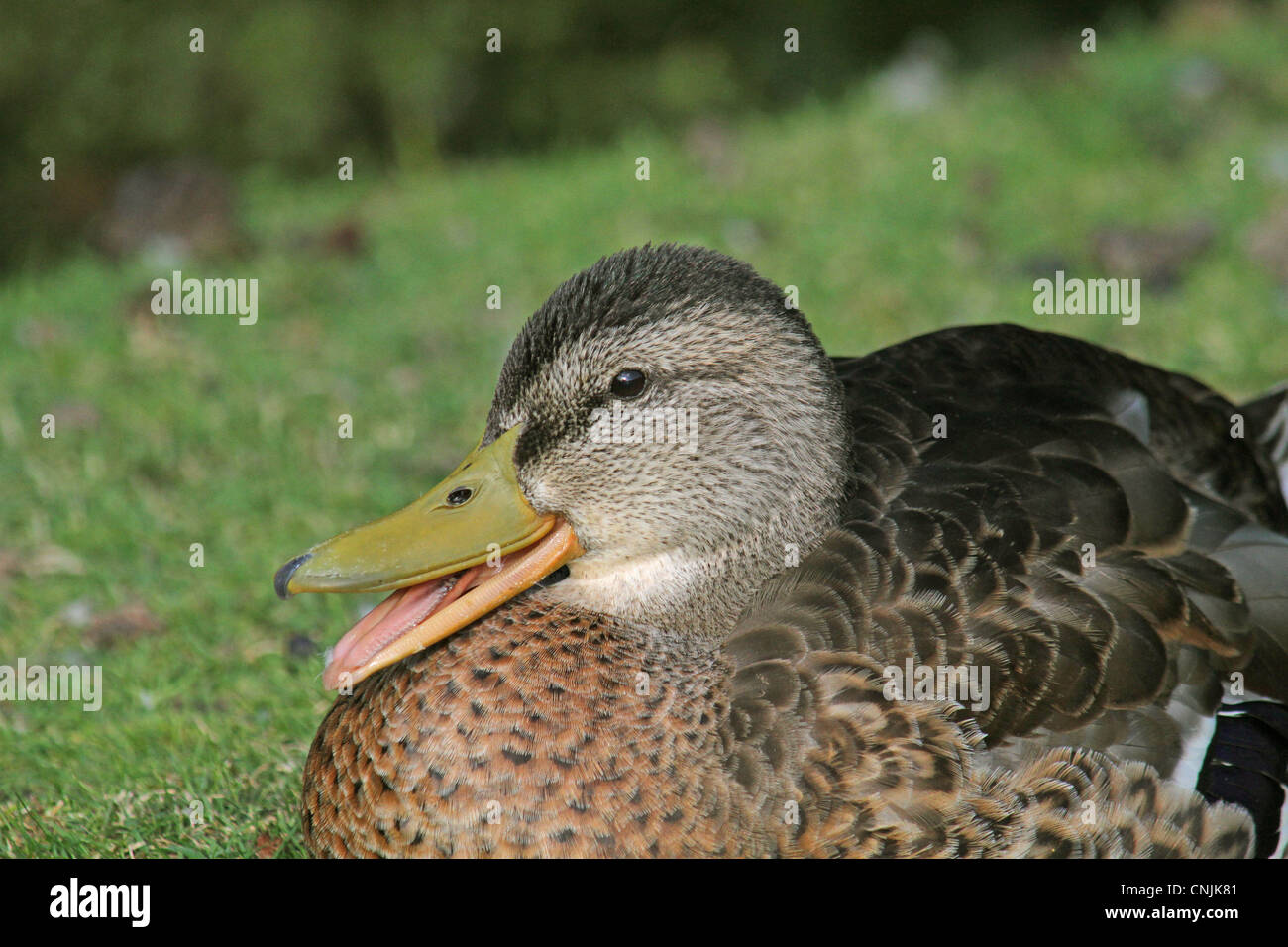 Male in eclipse hi-res stock photography and images - Alamy