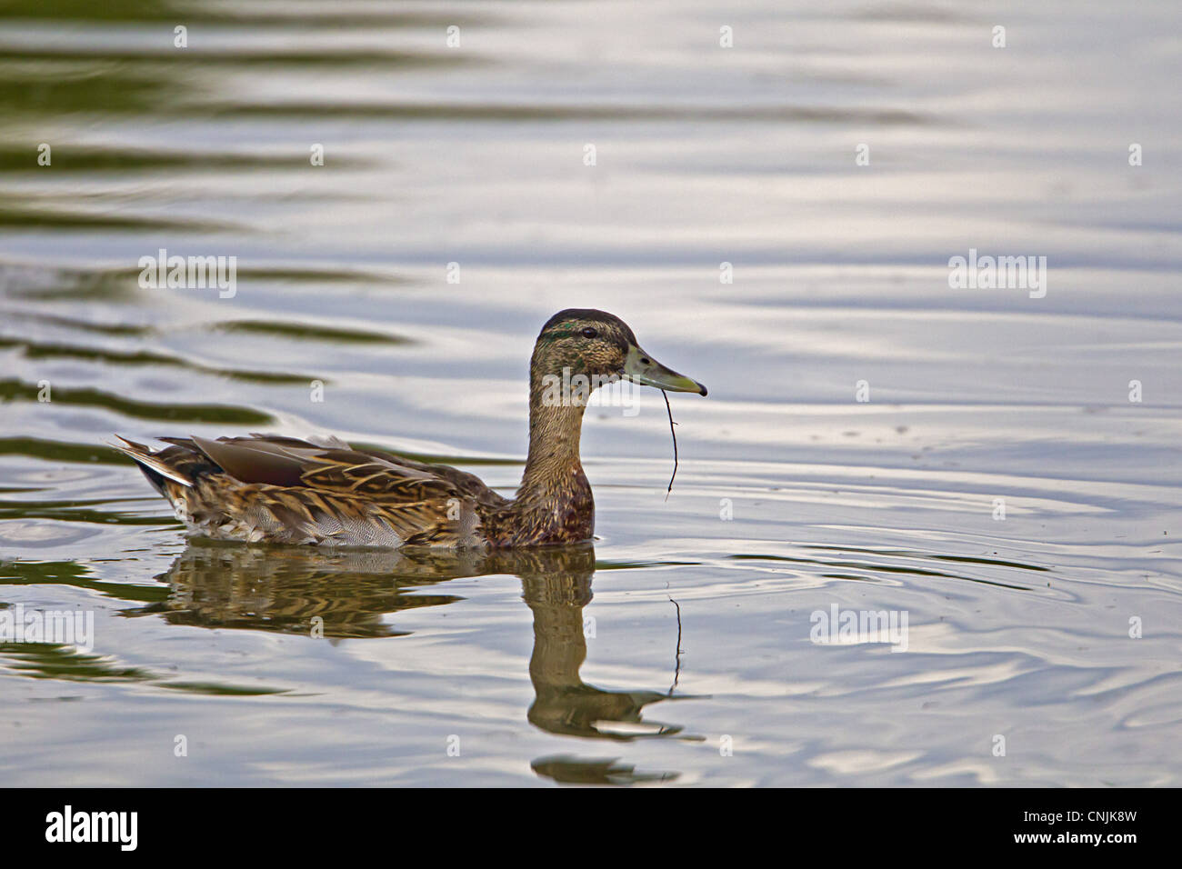 Mallard Duck (Anas platyrhynchos) adult male, in eclipse plumage ...
