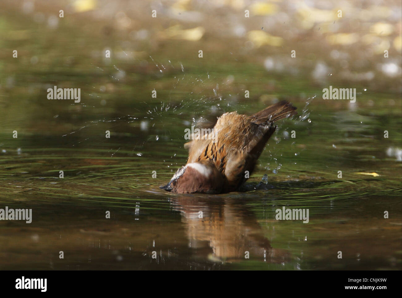 Eurasian Tree Sparrow (Passer montanus) adult, bathing in puddle ...