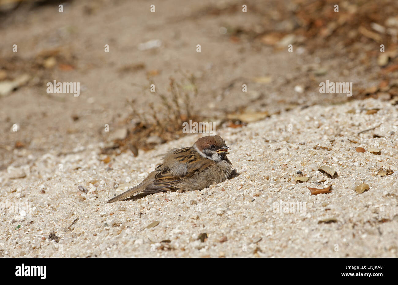 Sparrow bird dust bathing hi-res stock photography and images - Alamy