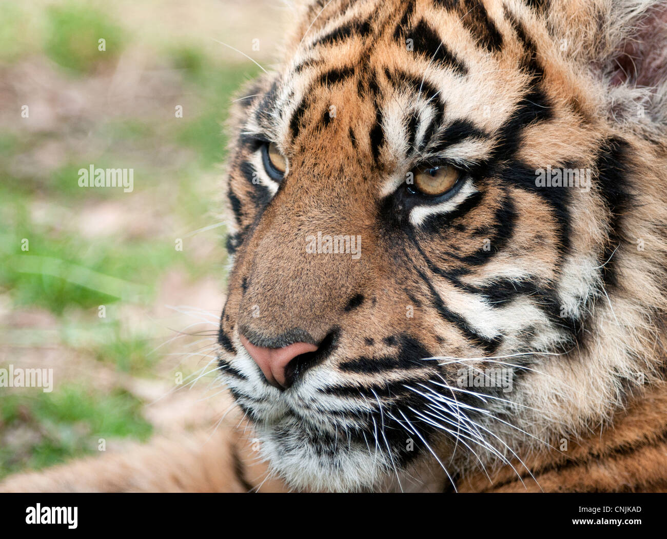 Sumatran tiger cub hi-res stock photography and images - Alamy