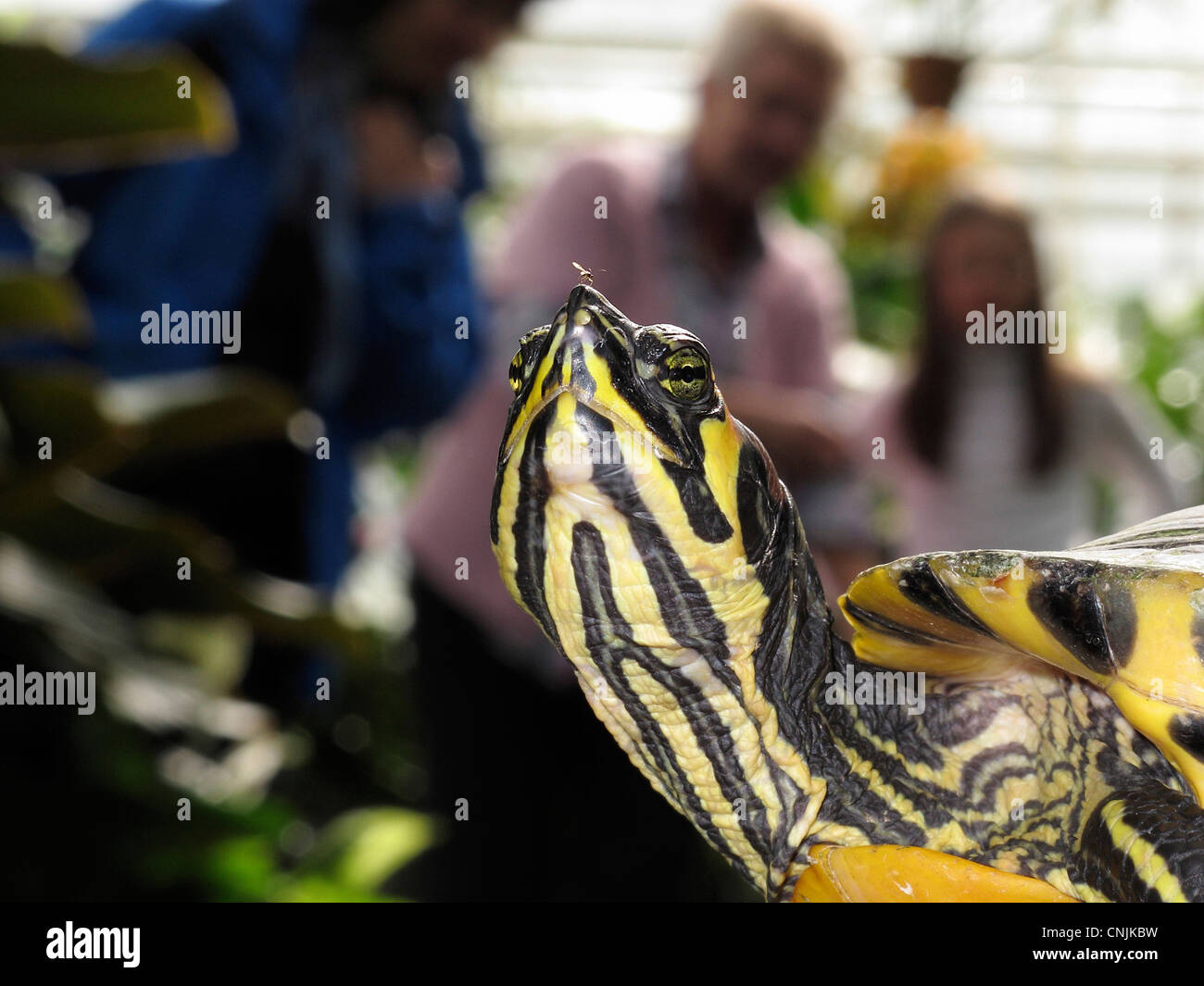 Turtle in tropical greenhouse in Botanic Botanical garden Munich ...