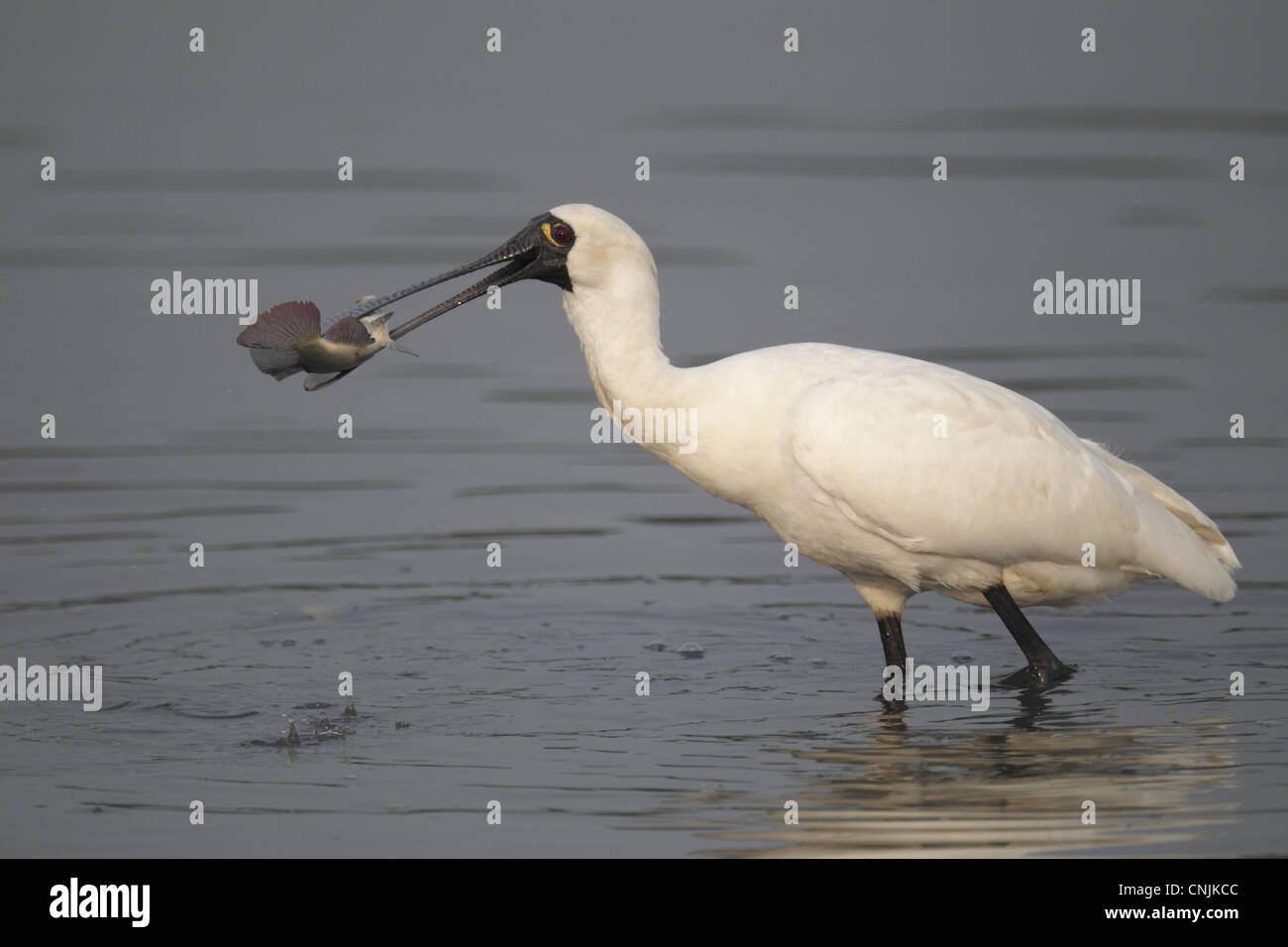 Black-faced Spoonbill (Platalea minor) adult, with fish prey in beak ...