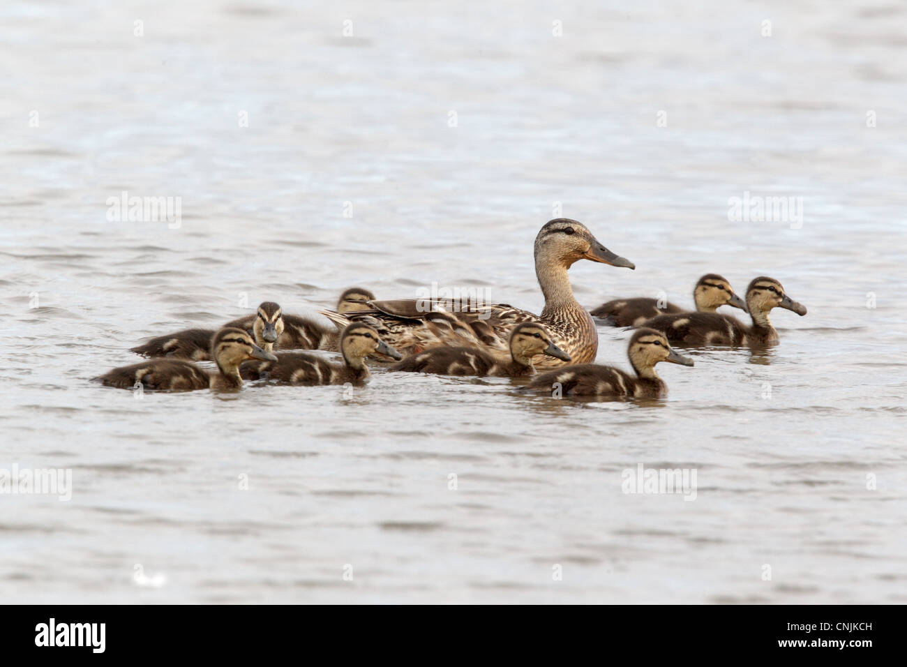 Mallard Duck (Anas platyrhynchos) adult female with ducklings, swimming ...