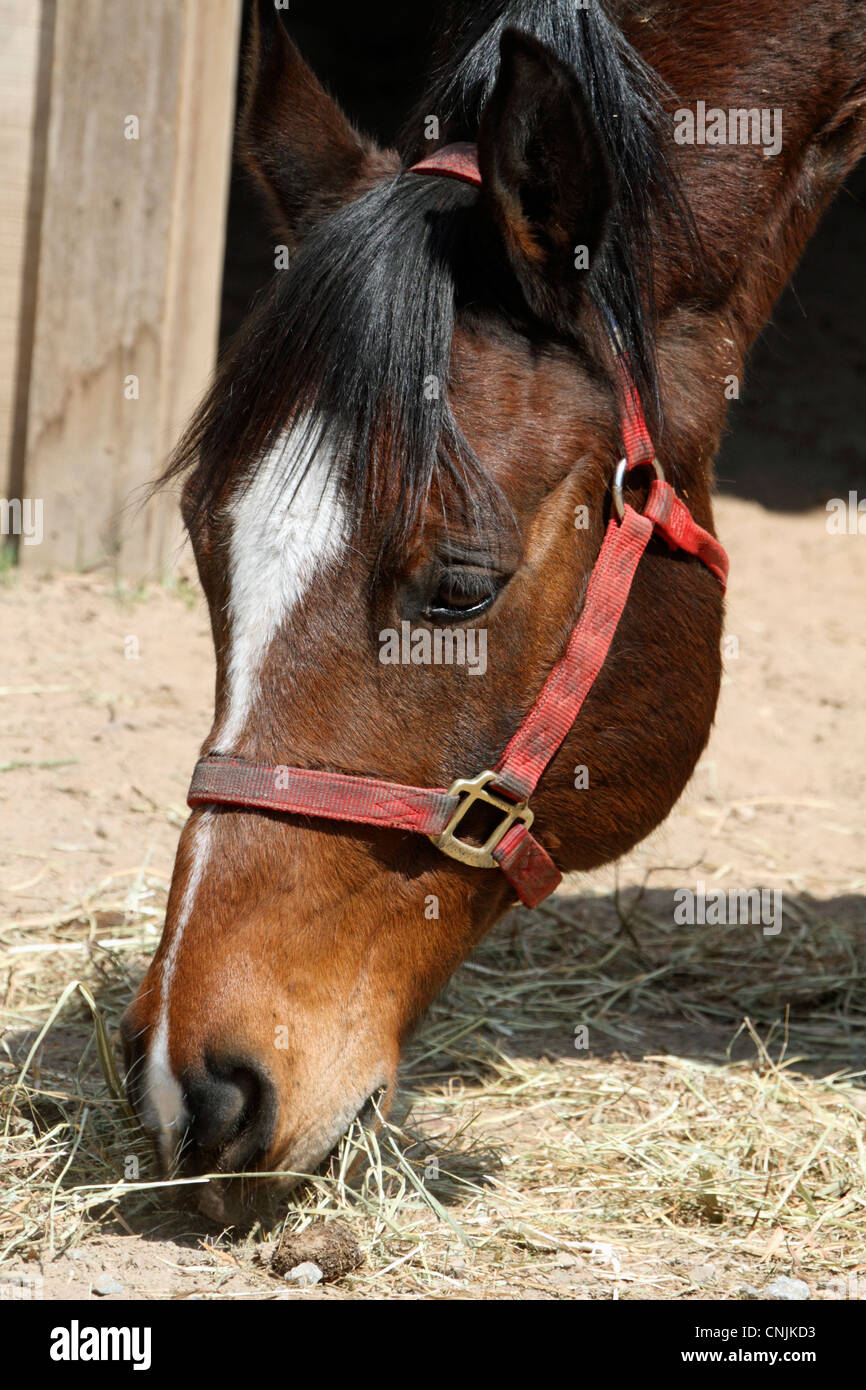 A close-up of a brown horse eating hay. Turtyleback Zoo, West Orange ...