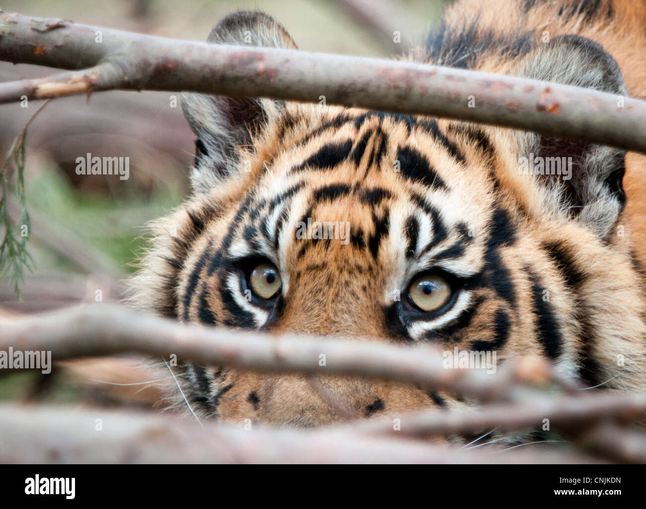 Sumatran tiger cub peering through branches Stock Photo - Alamy