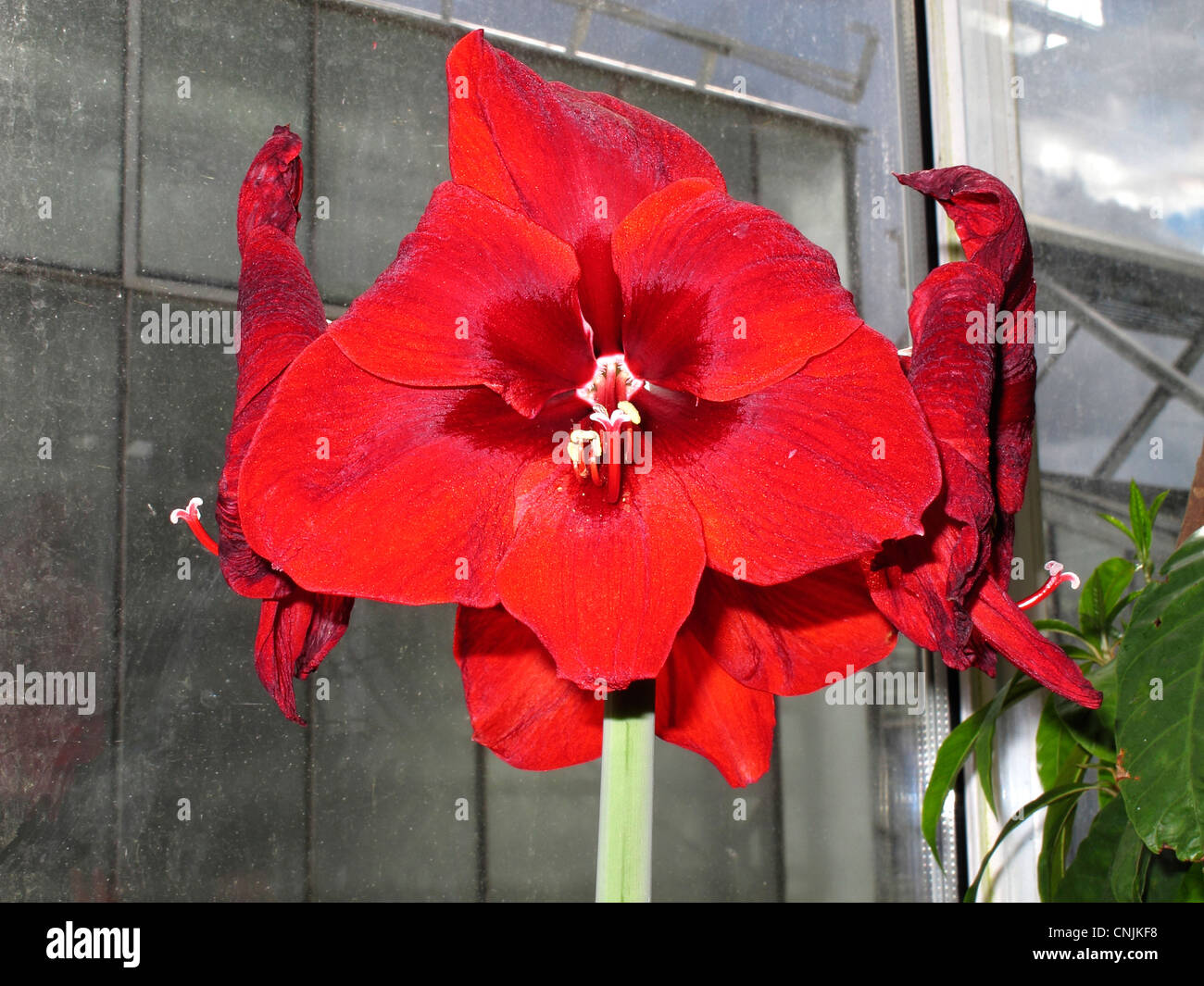 Carmen red hi-res stock photography and images - Alamy