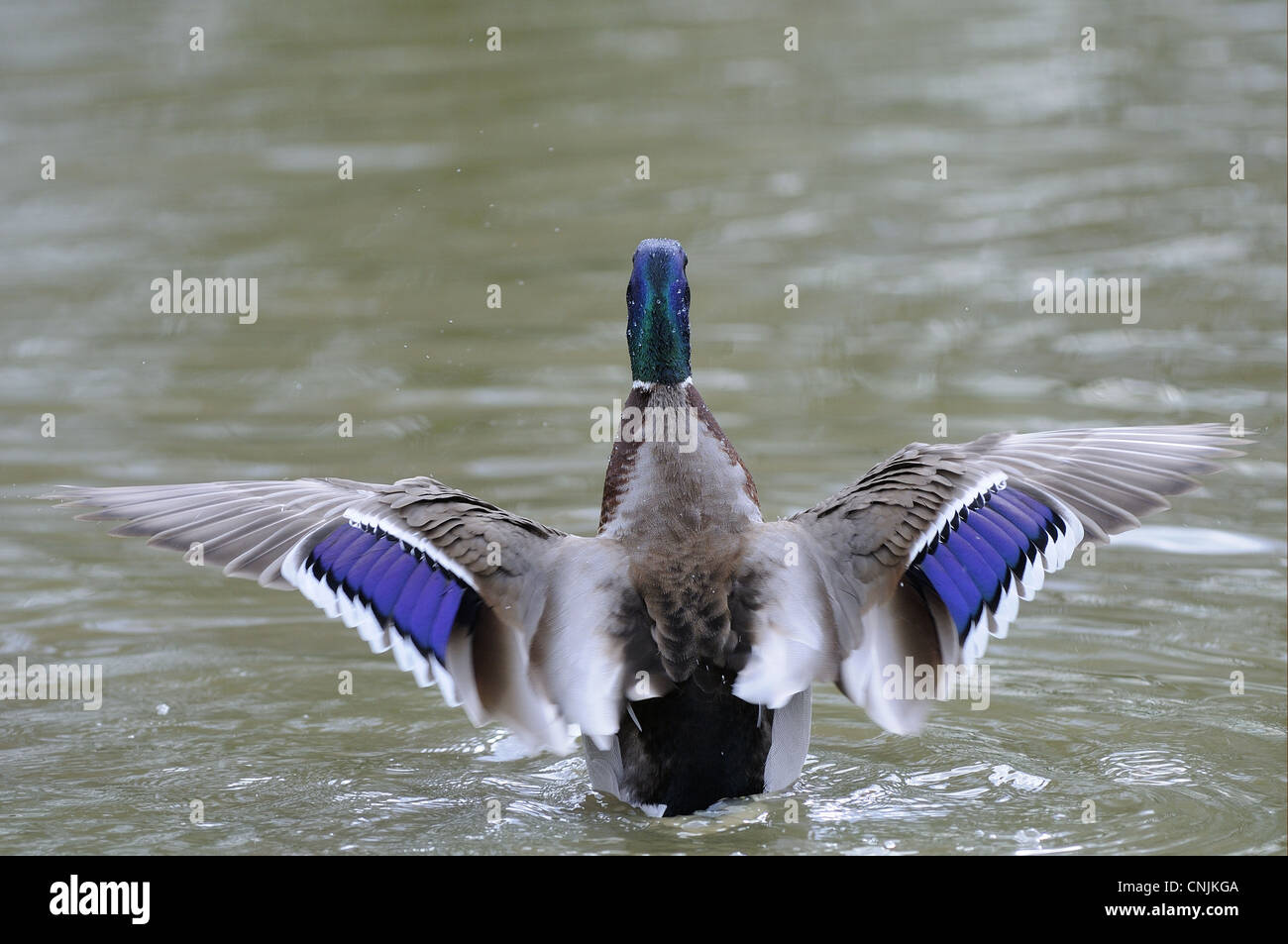 Mallard Duck (Anas platyrhynchos) adult male, rear view, stretching ...