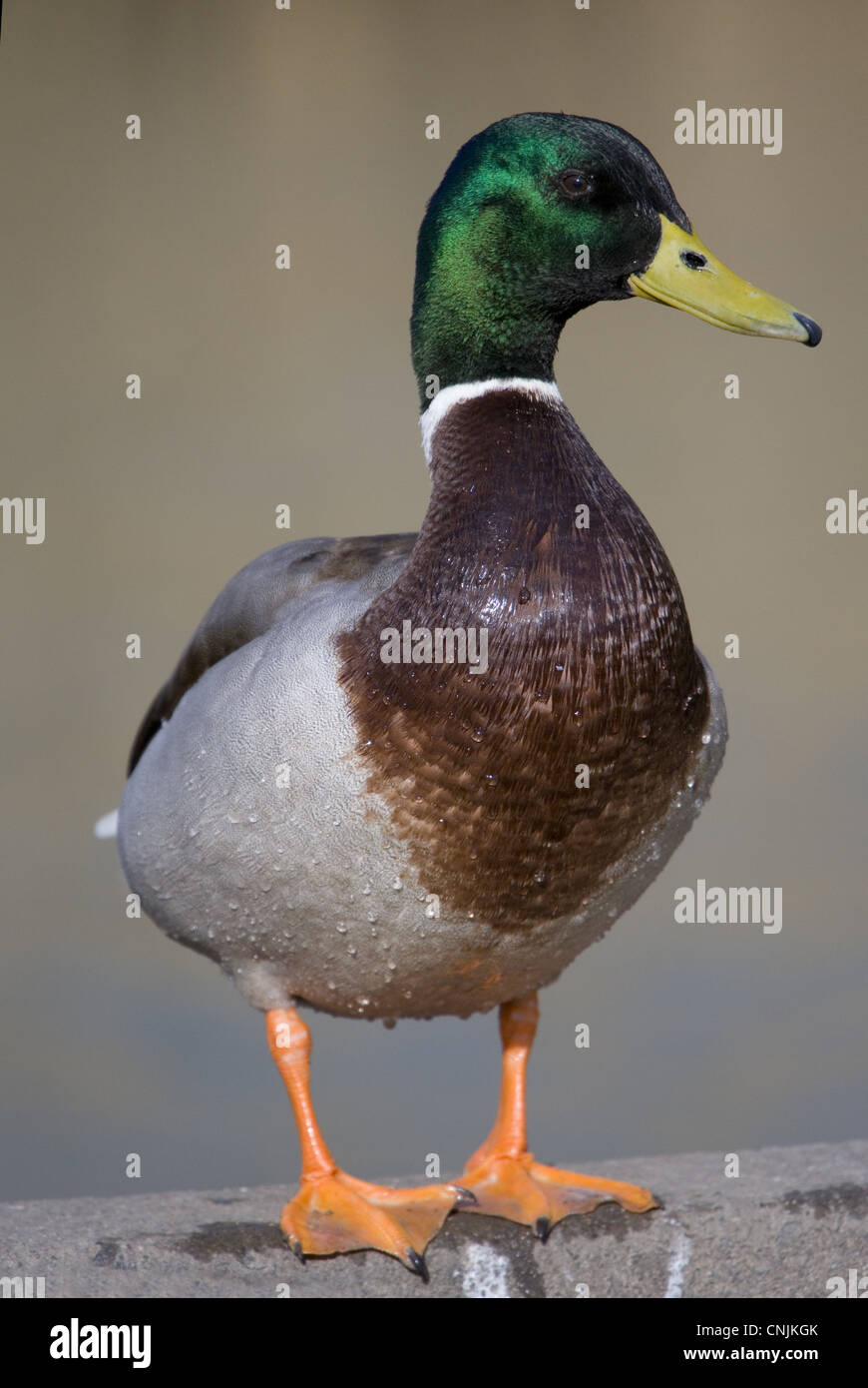 Mallard Duck (Anas platyrhynchos) adult male, standing, England ...