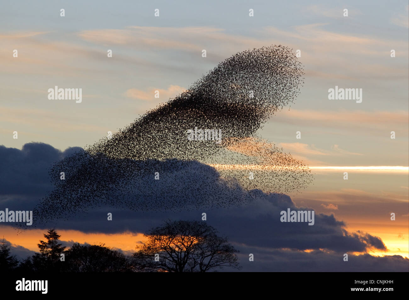 Mass of european starling hi-res stock photography and images - Alamy