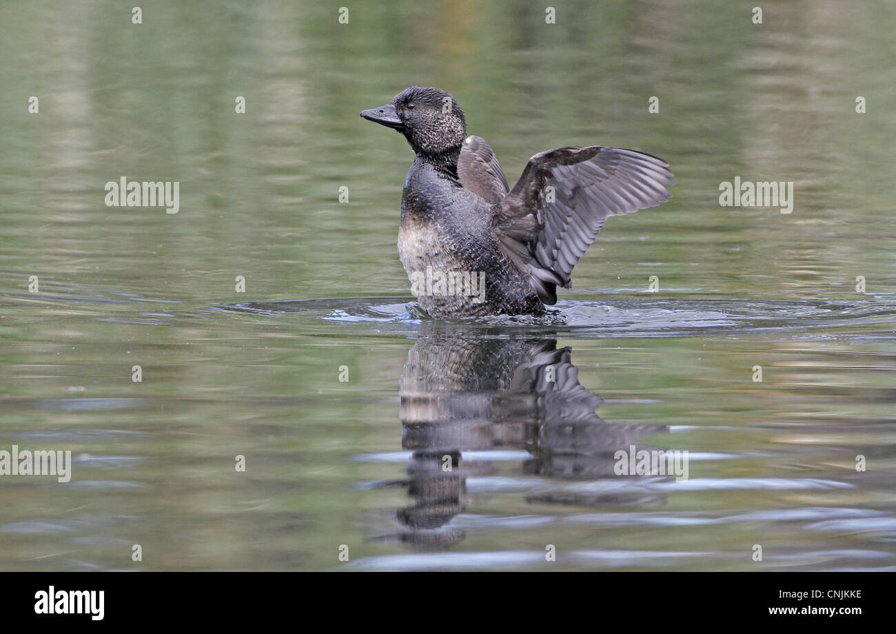 Musk duck australia hi-res stock photography and images - Alamy