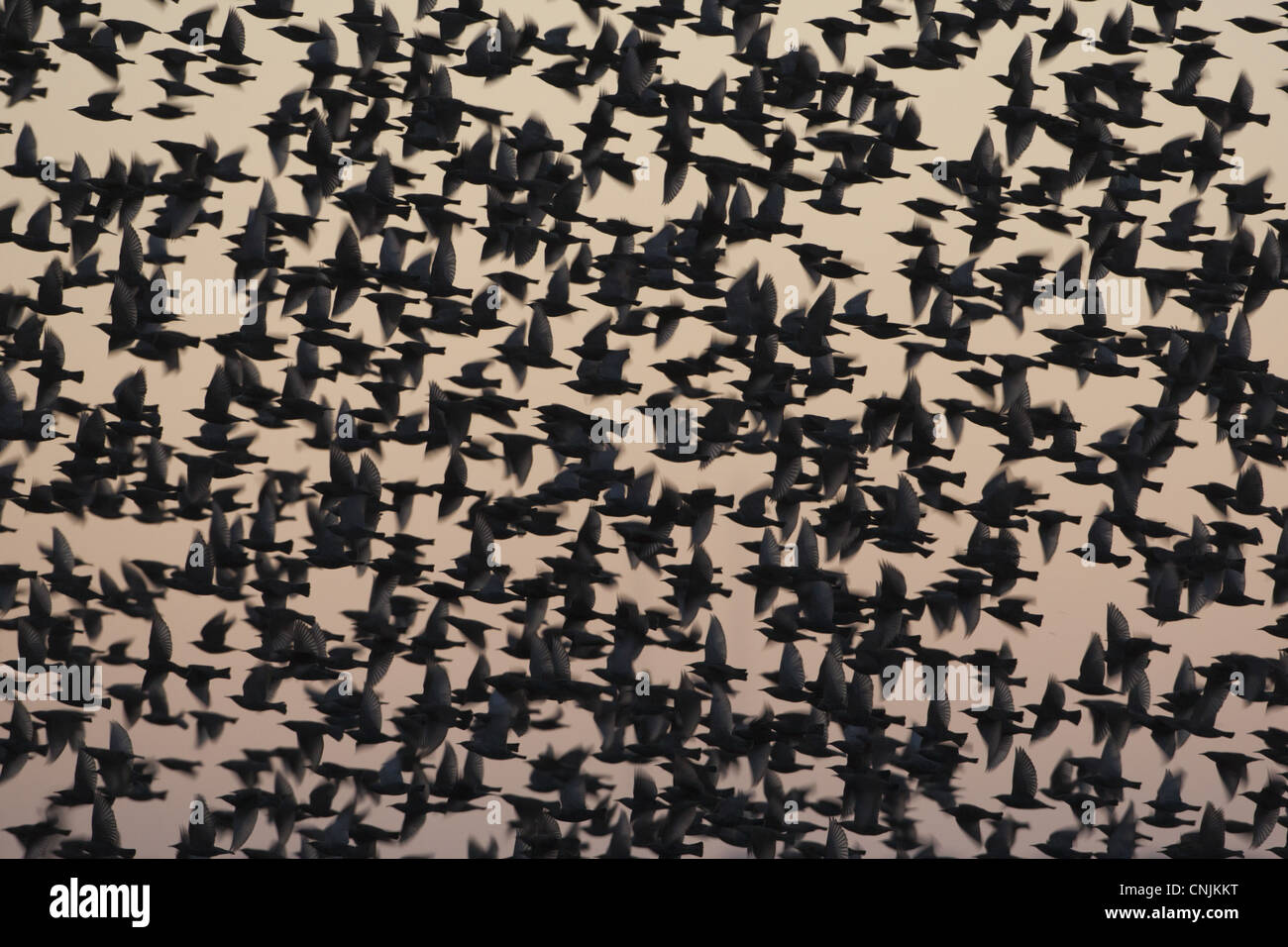 Common starling mass roost hi-res stock photography and images - Alamy
