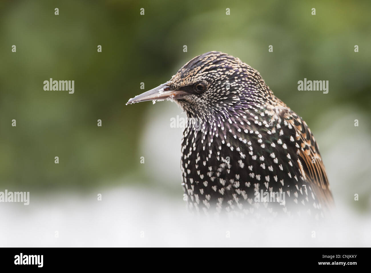 Common Starling (Sturnus vulgaris) adult, winter plumage, standing in ...