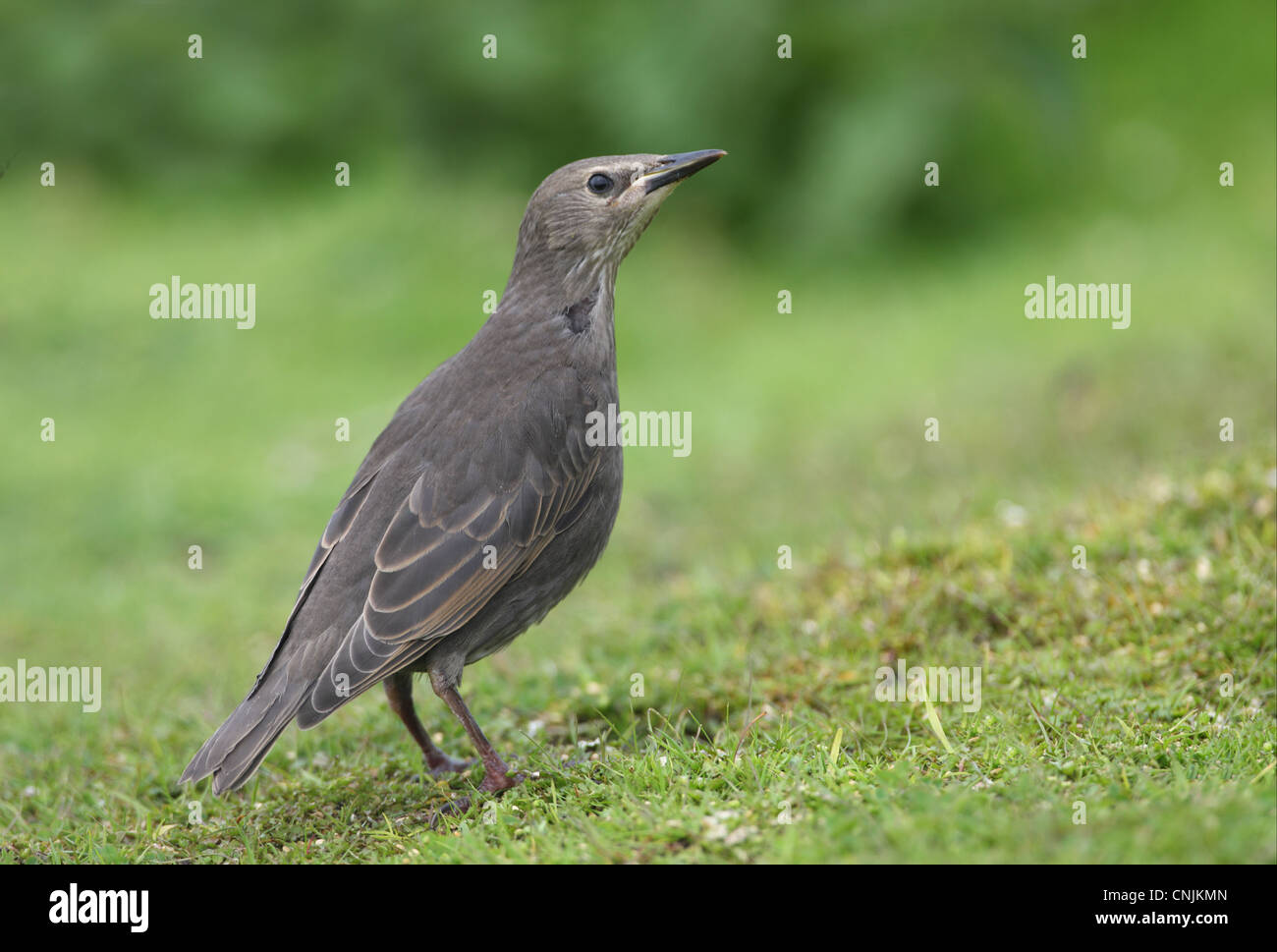 English starling hi-res stock photography and images - Alamy