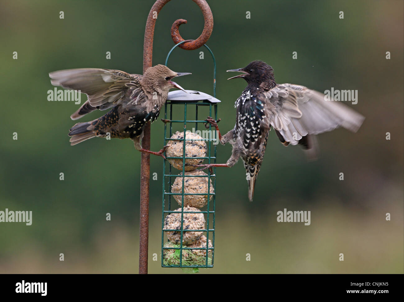 Fat fighting hi-res stock photography and images - Alamy