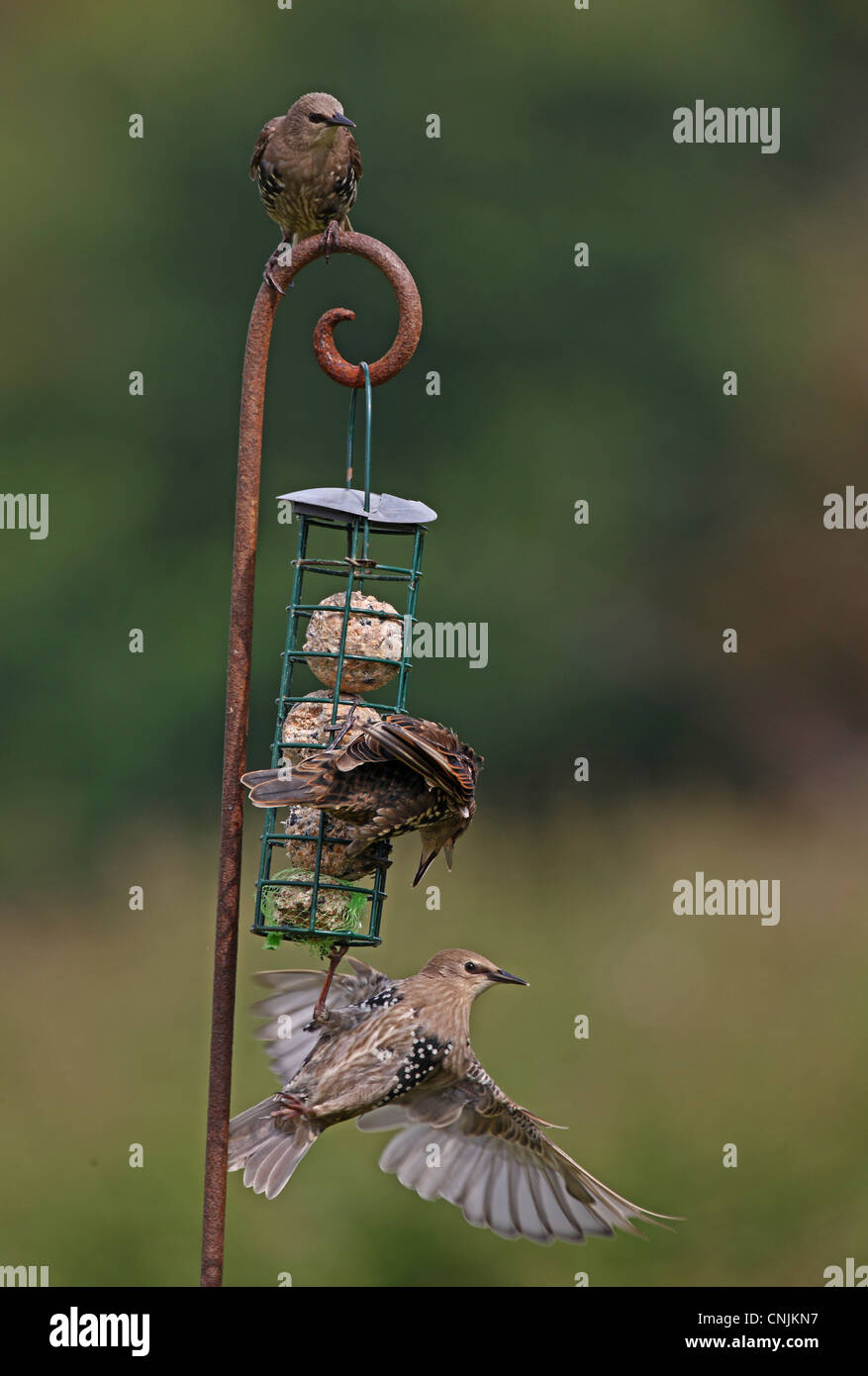 Three fat balls hi-res stock photography and images - Alamy